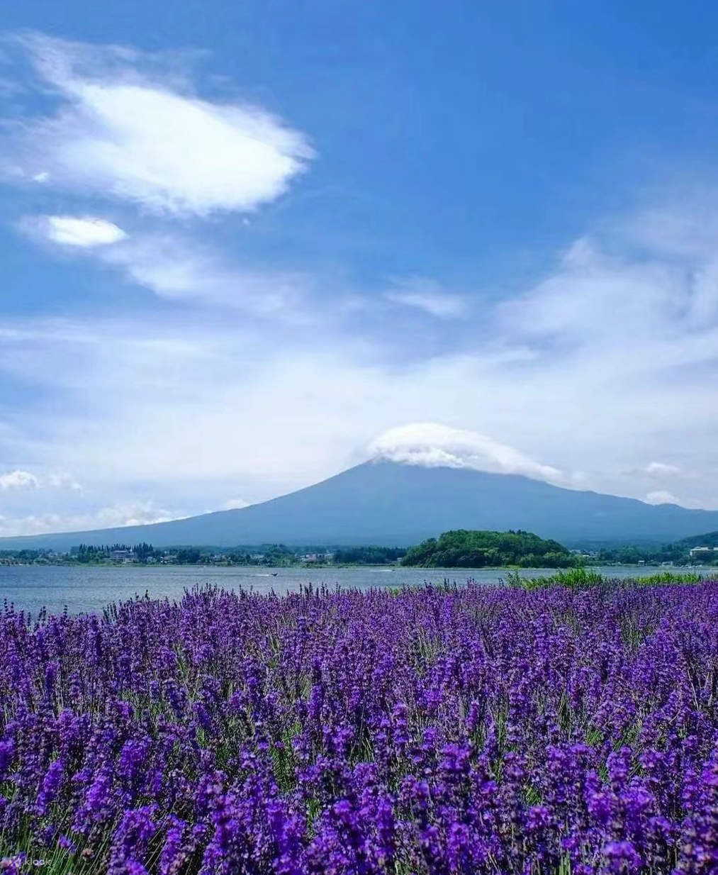 6 foto indah Gunung Fuji, tur satu hari, melihat angsa di dataran Danau ...
